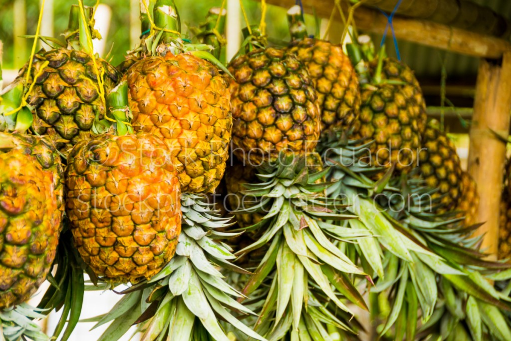 Piñas colgando para la venta - Stockipic ® Compra y vende fotos de ...